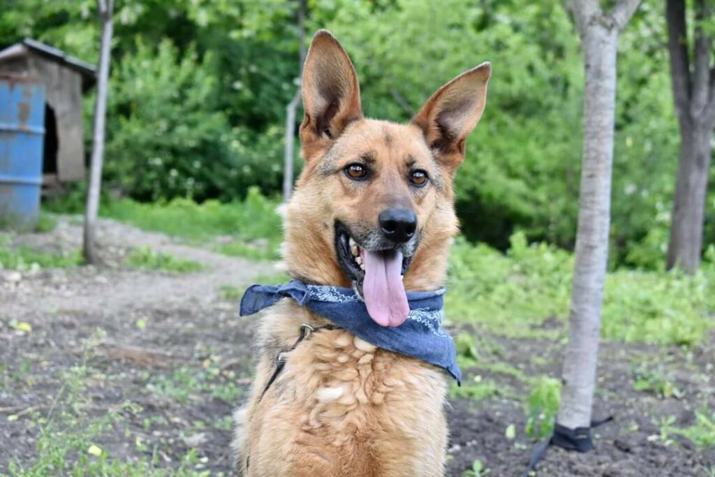 JONSY | Ein Herz für Streuner