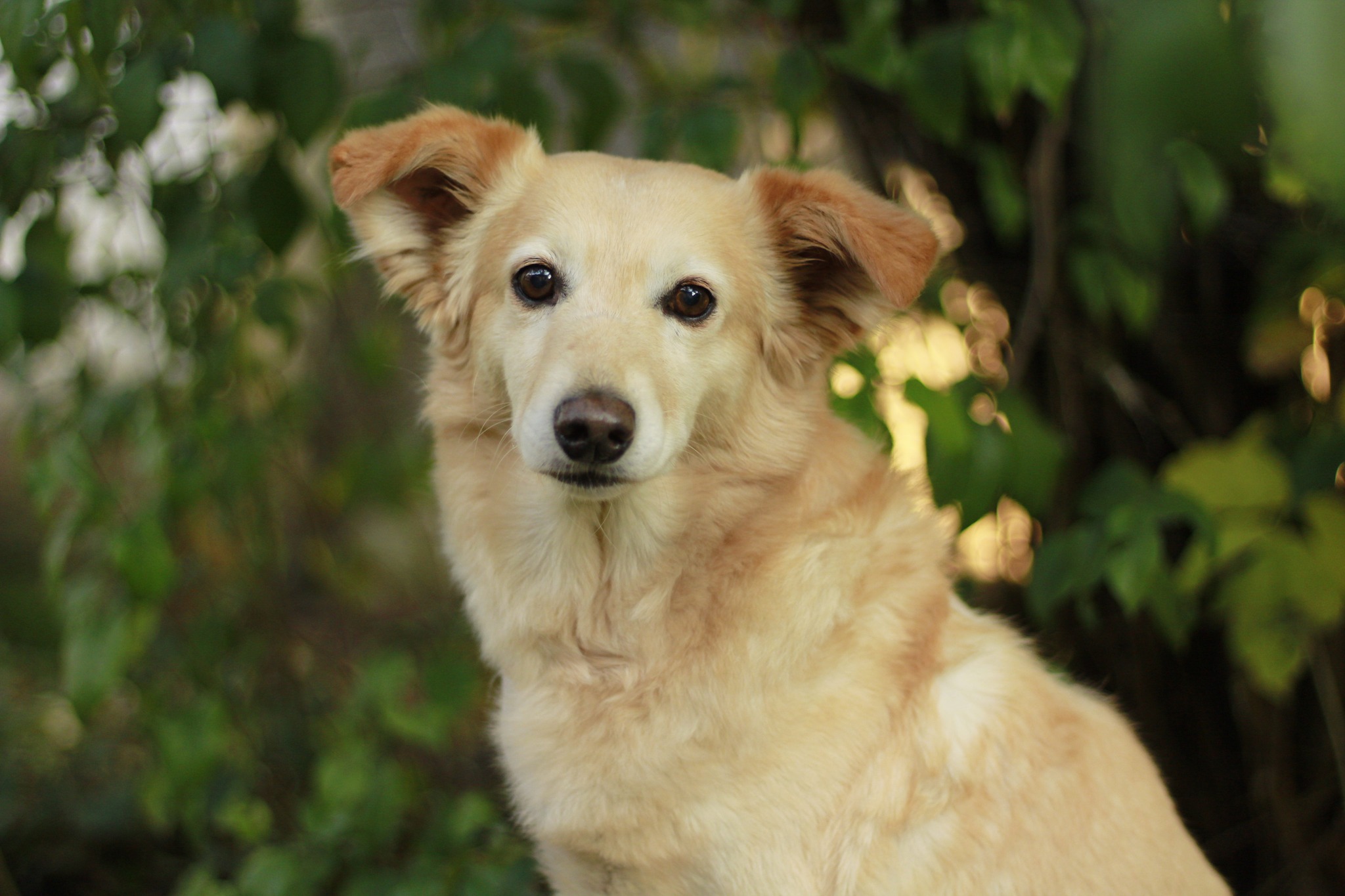 HOK'EE - ca. 6 - 7 Jahre | Ein Herz für Streuner