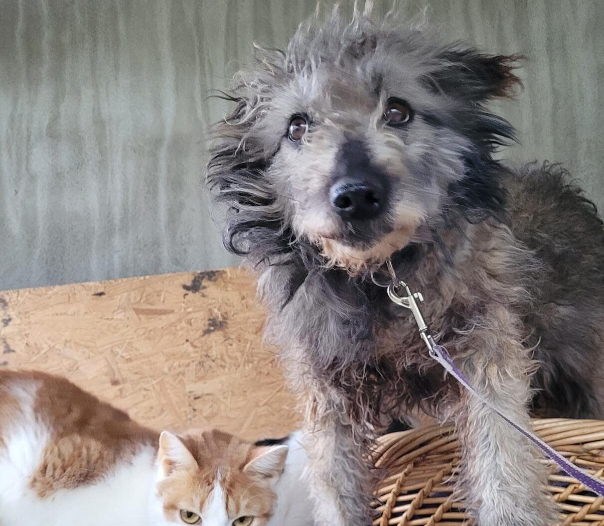 CHELESTE - ca. 10 Jahre | Ein Herz für Streuner