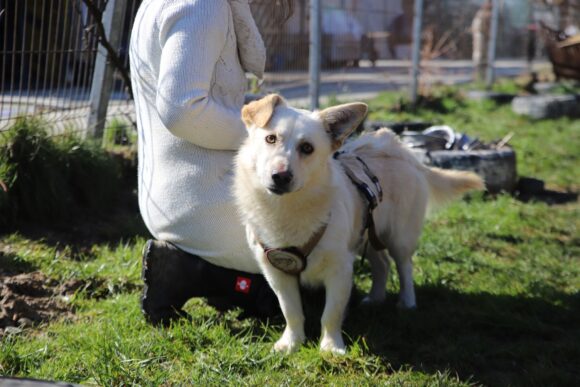 MUCKL - ca. 3 Jahre | Ein Herz für Streuner