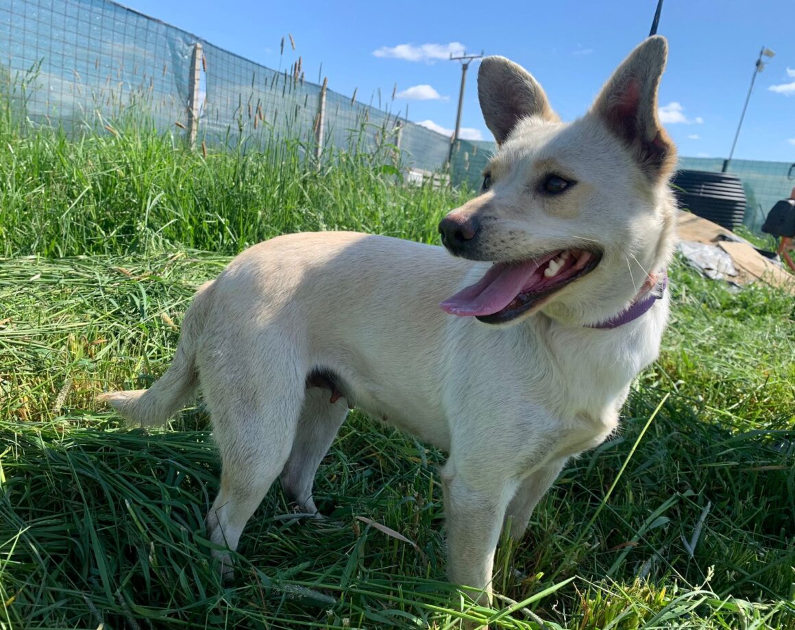 MARIELL - ca. 2 - 3 Jahre | Ein Herz für Streuner