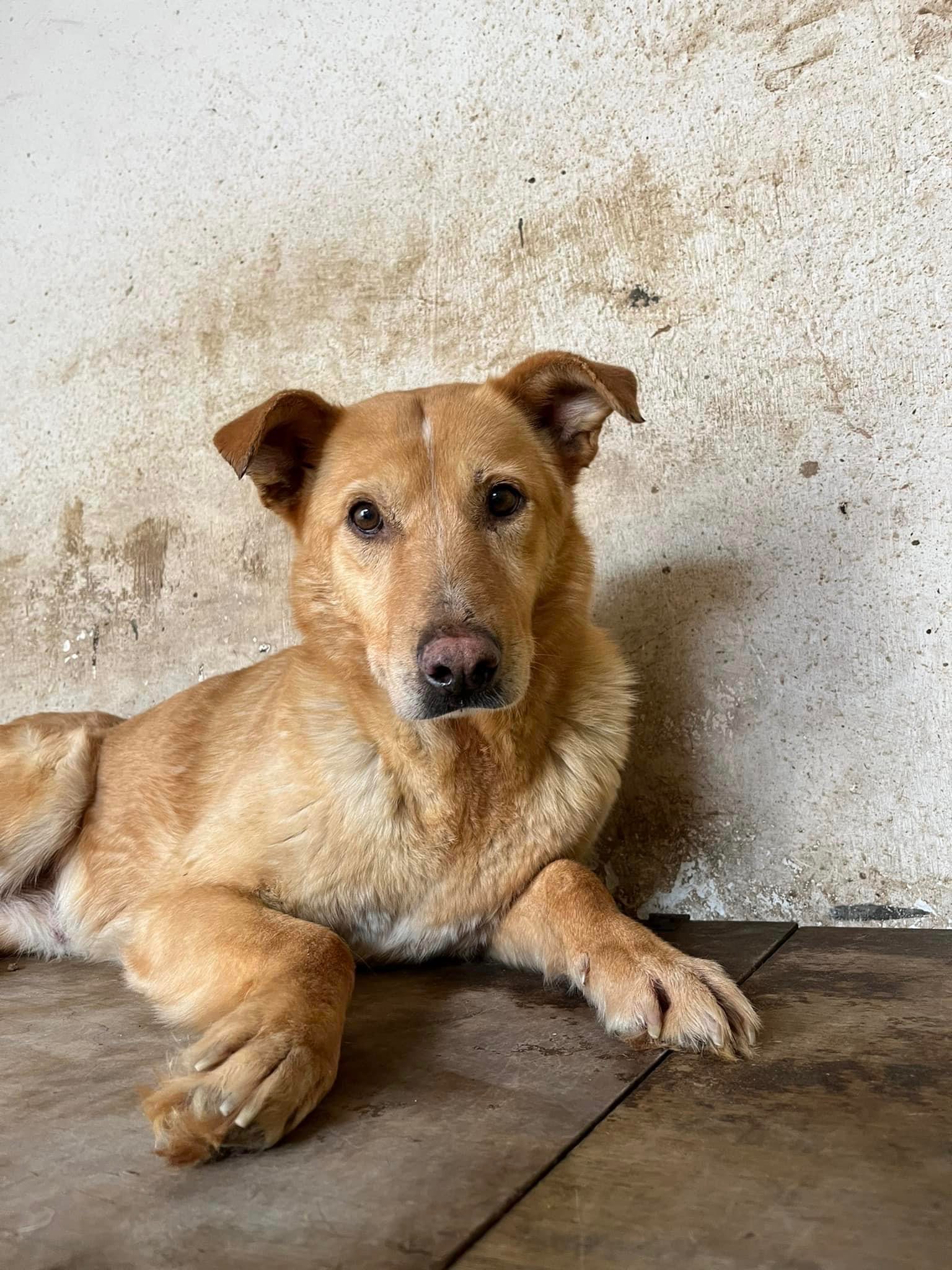 MIMI - ca. 2 Jahre | Ein Herz für Streuner